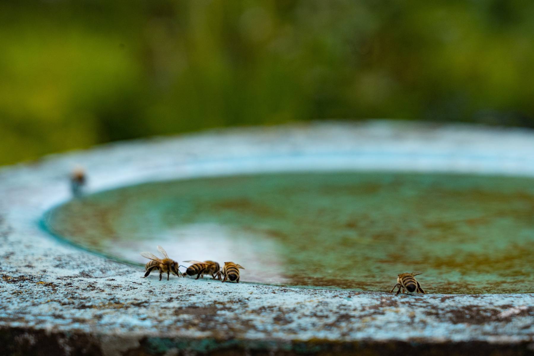 How to Keep Bees Cool in the Summer – Mother Earth News